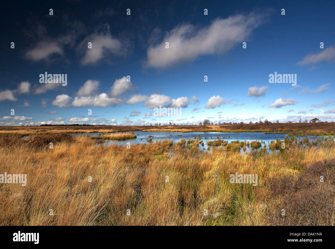 High Fens, Belgium, Ardennes, High Fens Stock Photo - Alamy