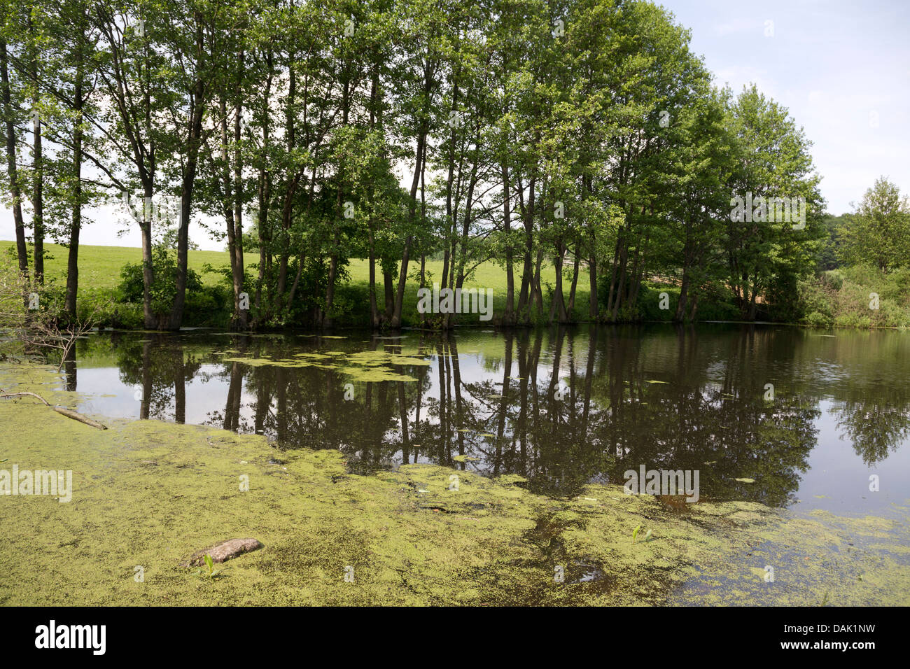 Trees by a pond Stock Photo - Alamy