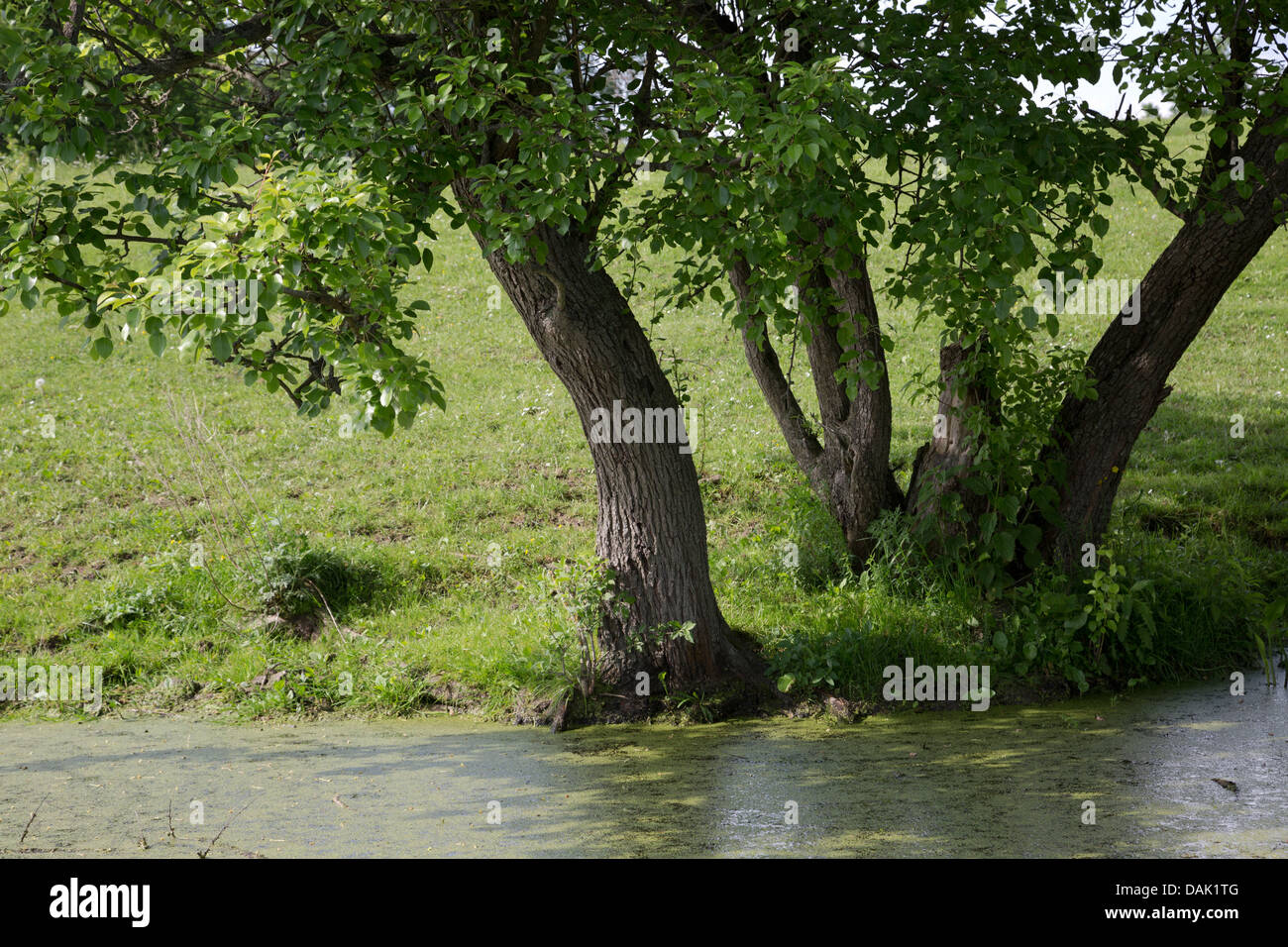 Trees by a pond Stock Photo - Alamy