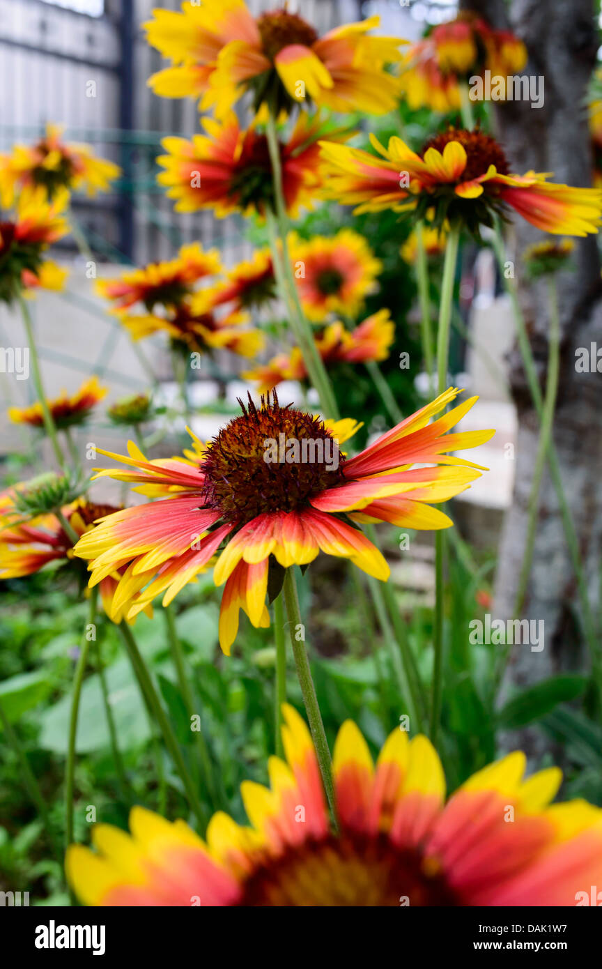 Shined with the sun hi-res stock photography and images - Alamy