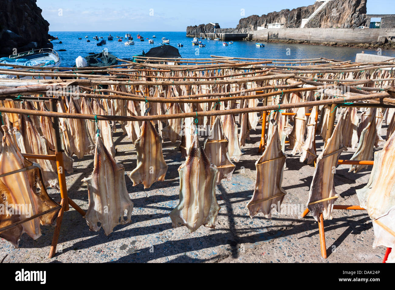 Stockfish hi-res stock photography and images - Alamy