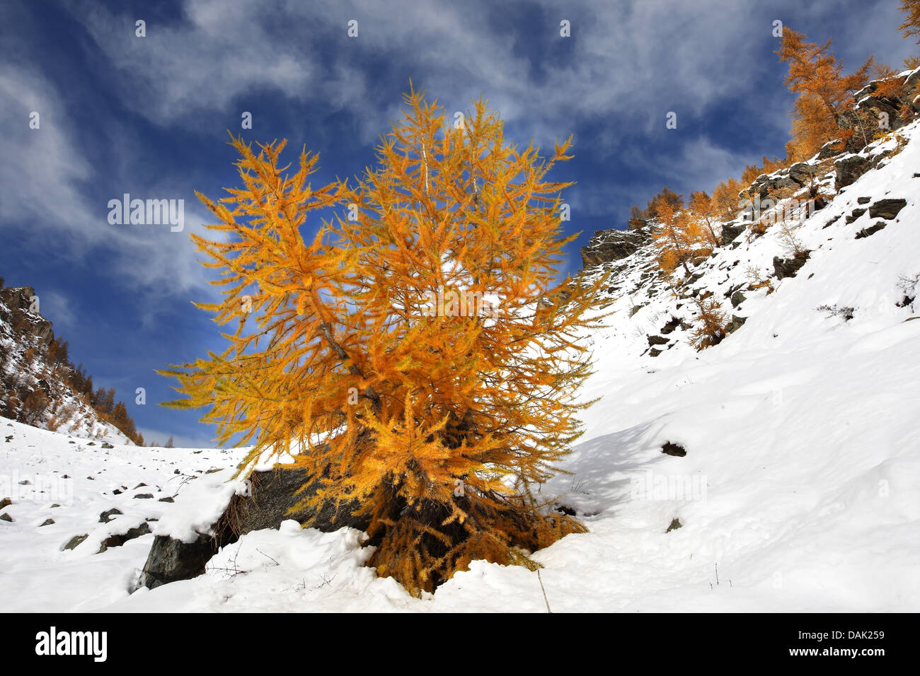 common larch, European larch (Larix decidua, Larix europaea), tree in ...