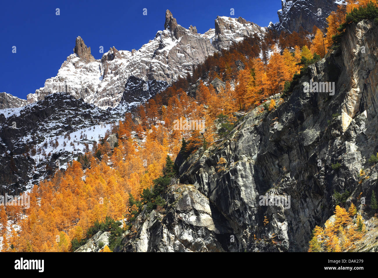 common larch, European larch (Larix decidua, Larix europaea), national ...