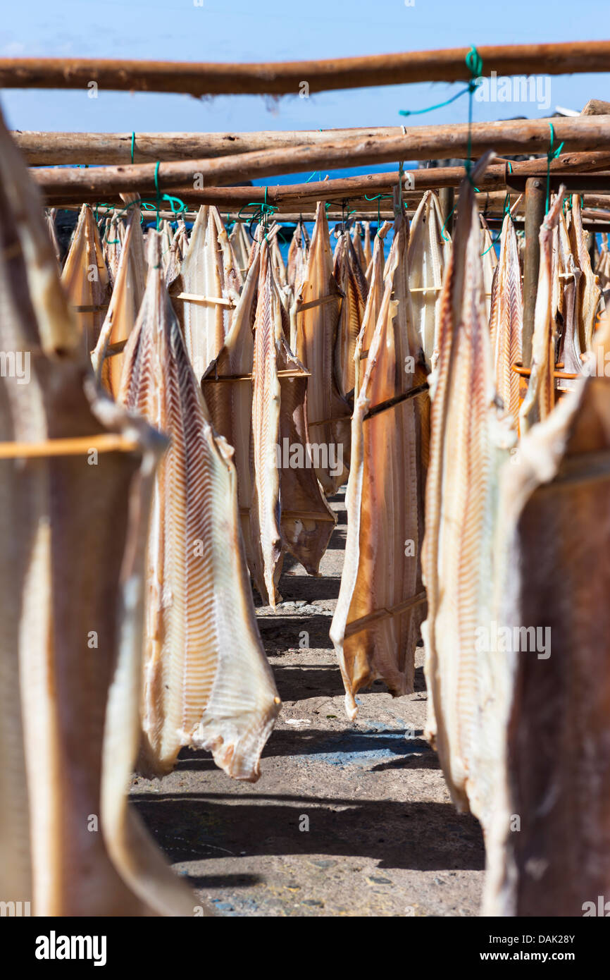 Stockfish hi-res stock photography and images - Alamy
