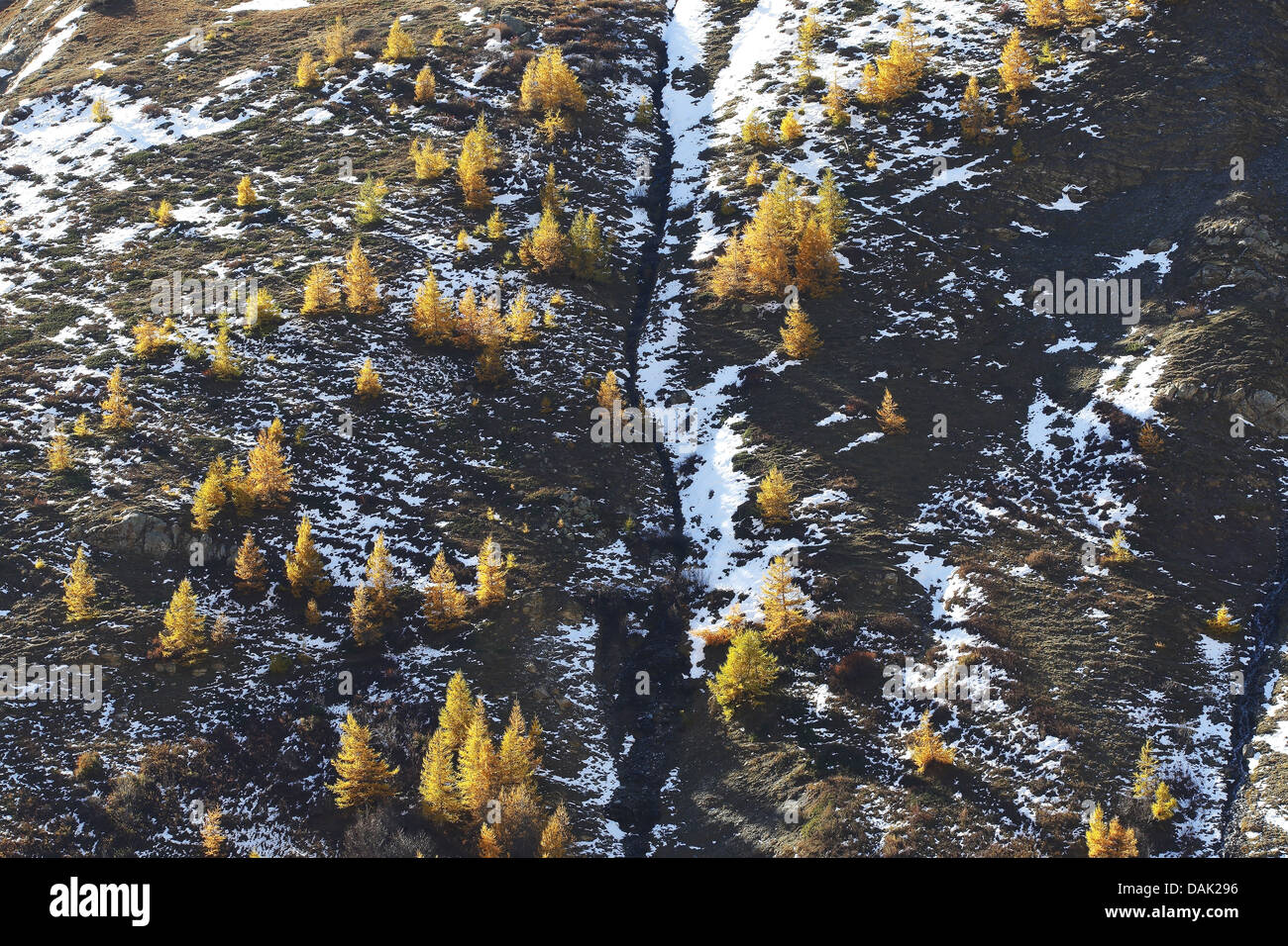common larch, European larch (Larix decidua, Larix europaea), in autumn ...