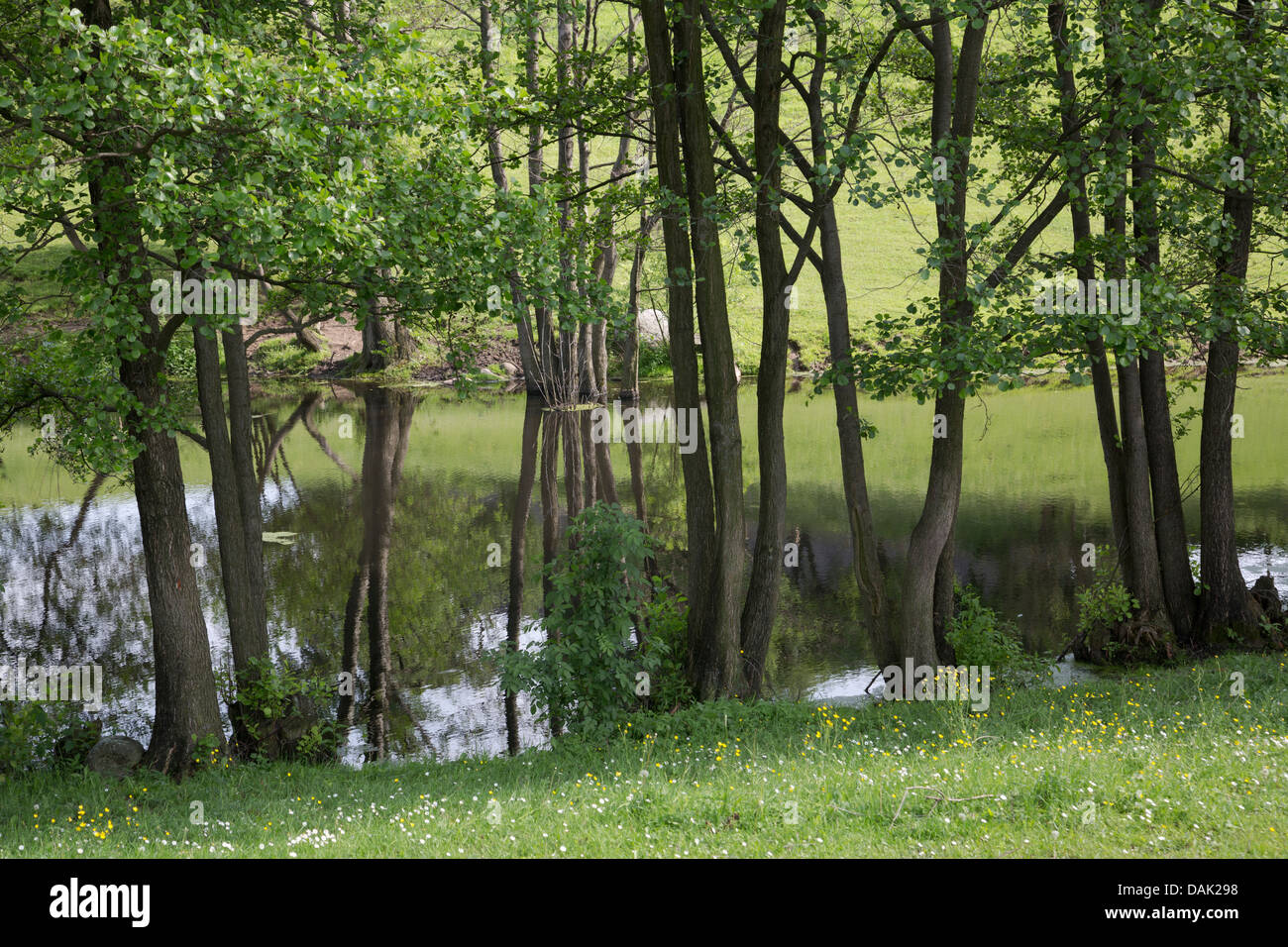 Trees by a pond Stock Photo - Alamy