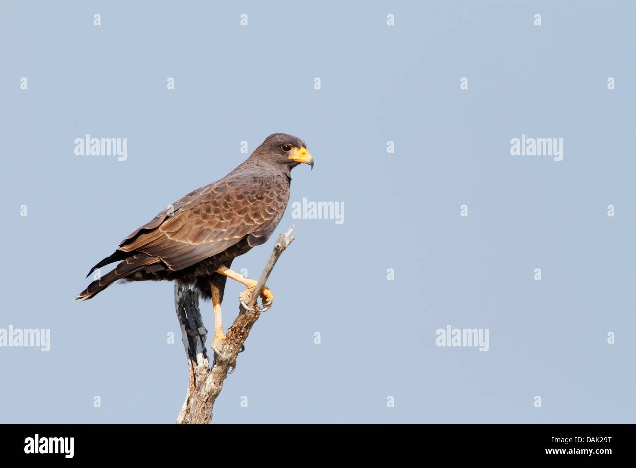 Cuban black hawk (Buteogallus gundlachii) standing in a tree, Zapata ...