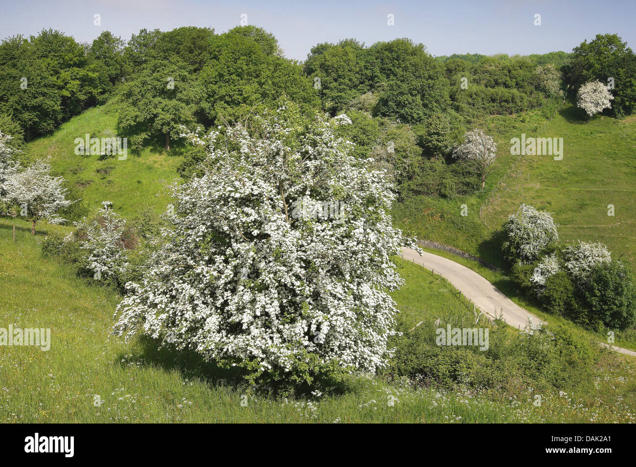 common hawthorn, singleseed hawthorn, English hawthorn (Crataegus ...