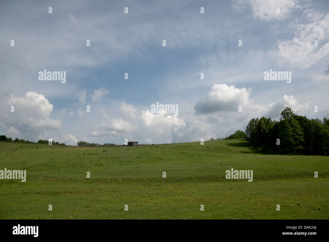 Wiese gras meadow grass hi-res stock photography and images - Alamy