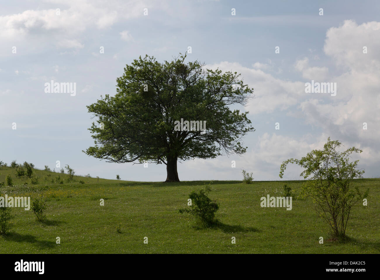 Feld tree hi-res stock photography and images - Alamy