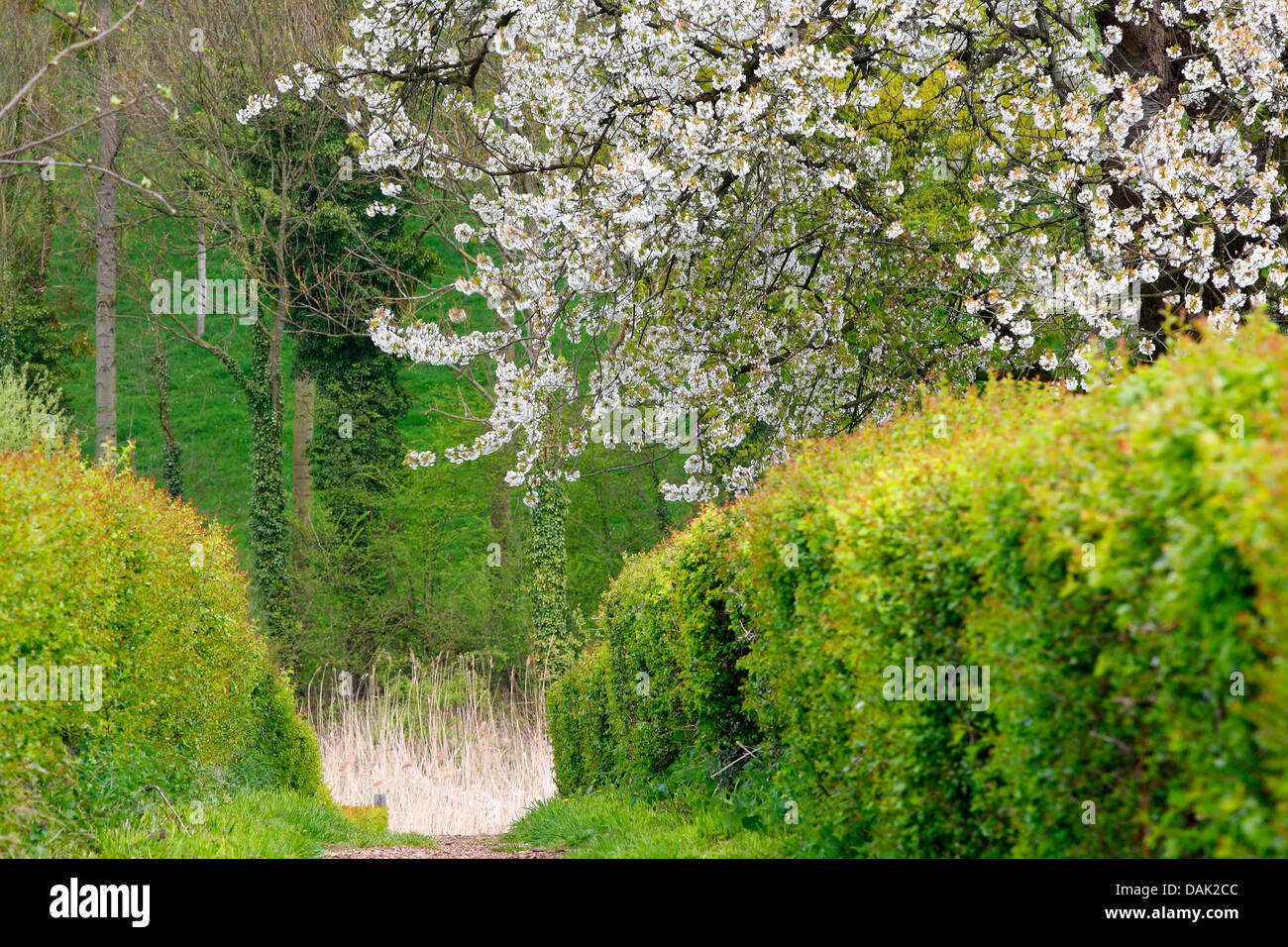 Path of cherry trees hi-res stock photography and images - Alamy