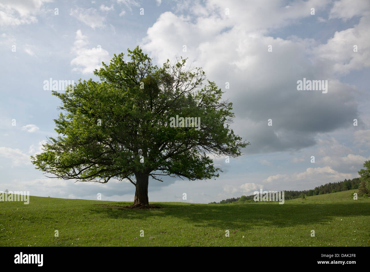 Landscape with a single tree in a field, Poland Stock Photo - Alamy