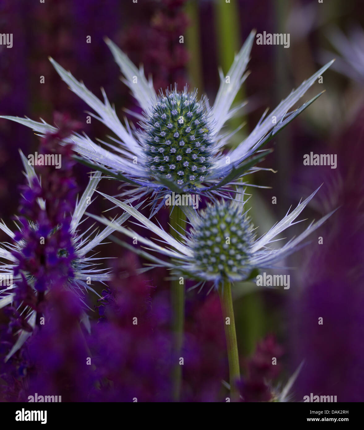 Blue thistle hi-res stock photography and images - Alamy