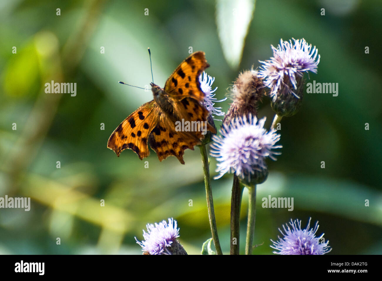 Comma butterfly (Polygonia c-album Stock Photo - Alamy