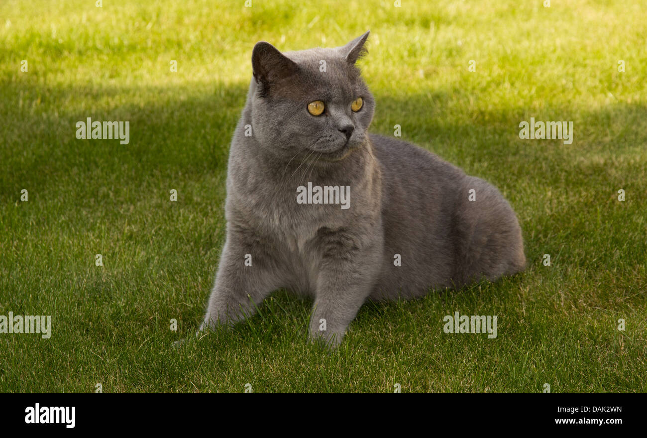 British blue male cat sitting on grass in the shade Stock Photo - Alamy