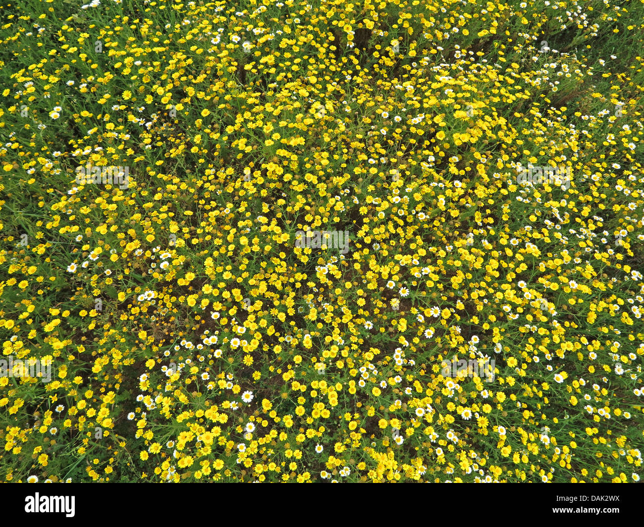 Crown Daisy, Garland Chrysanthemum (Chrysanthemum coronarium), aerial ...
