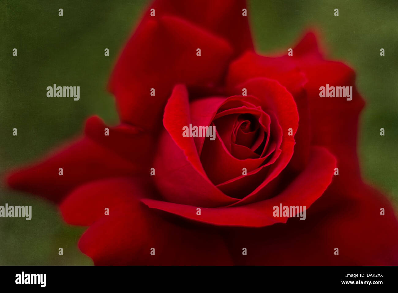 Single red rose Stock Photo - Alamy