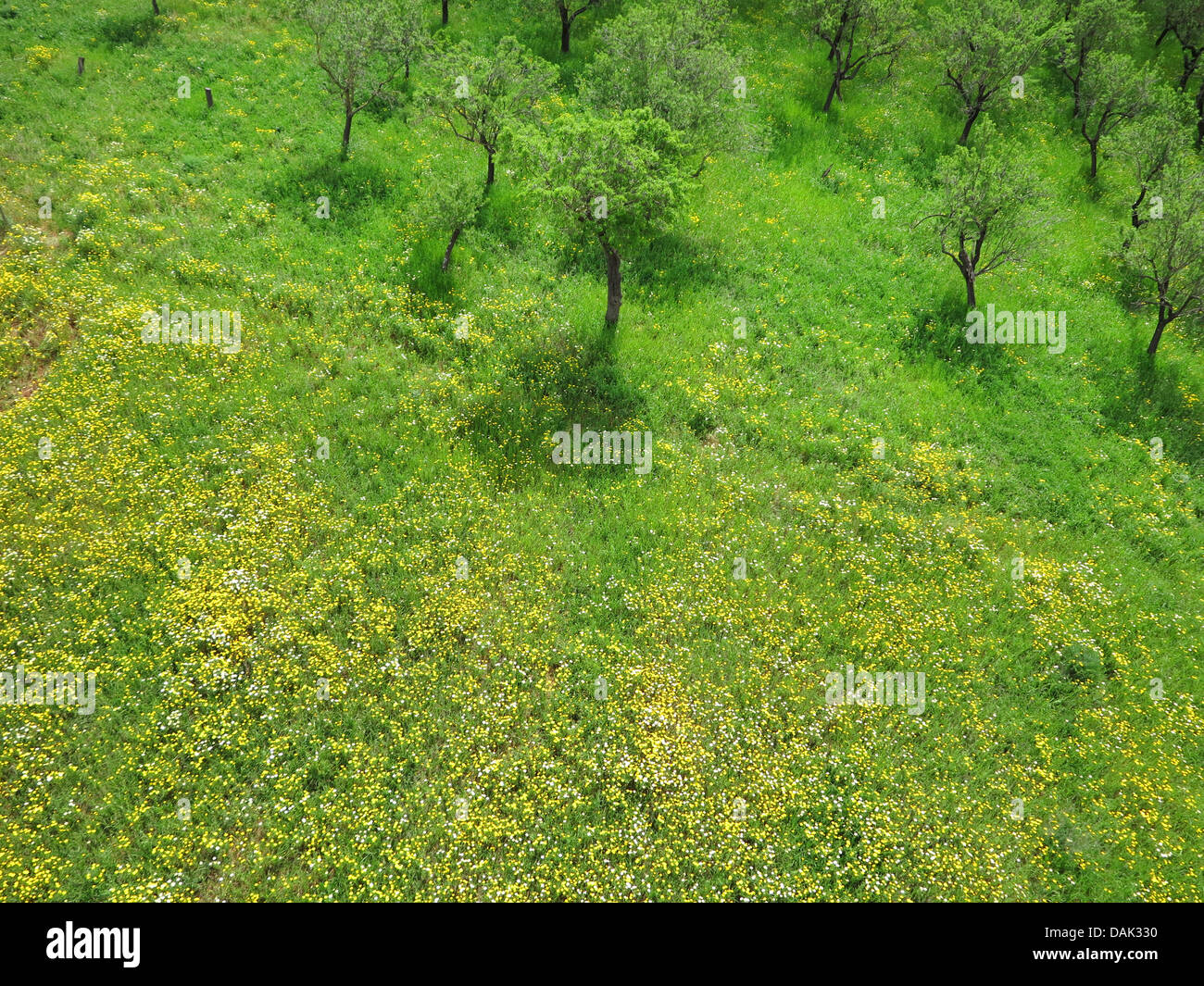 aerial view of a cultural landscape with flower meadow and almond trees ...
