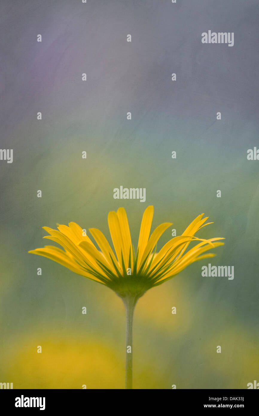 Yellow Daisy with empty space Stock Photo - Alamy
