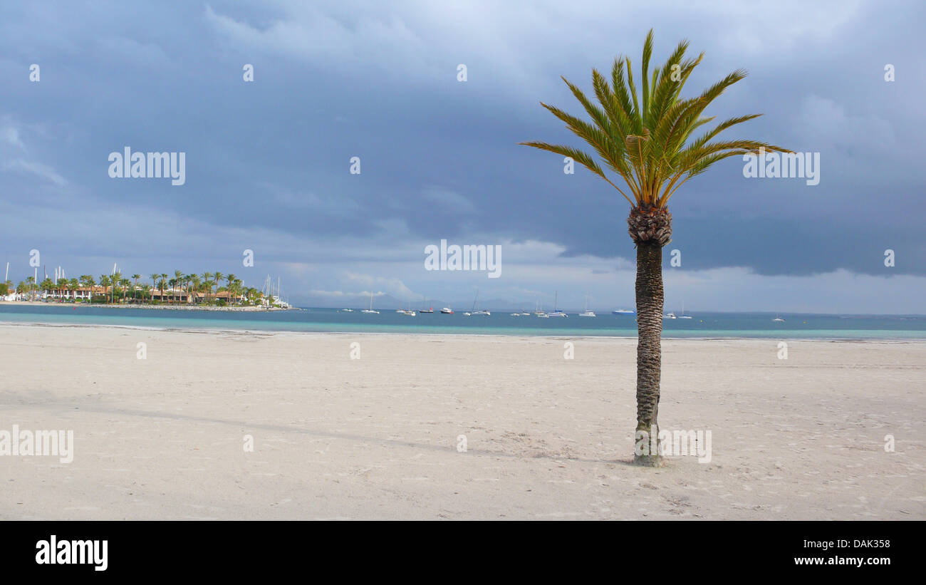 date palm (Phoenix dactylifera), single date palm on the deserted beach ...