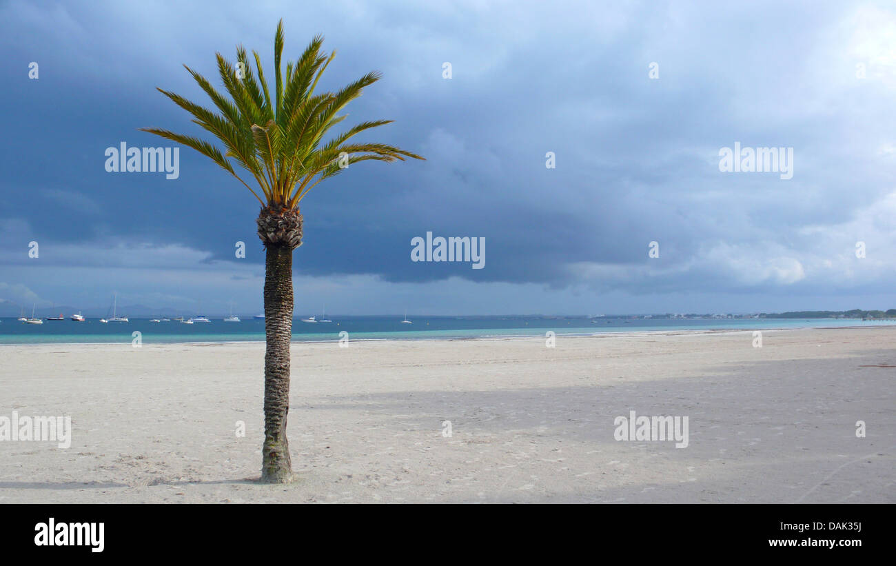date palm (Phoenix dactylifera), single date palm on the deserted beach ...