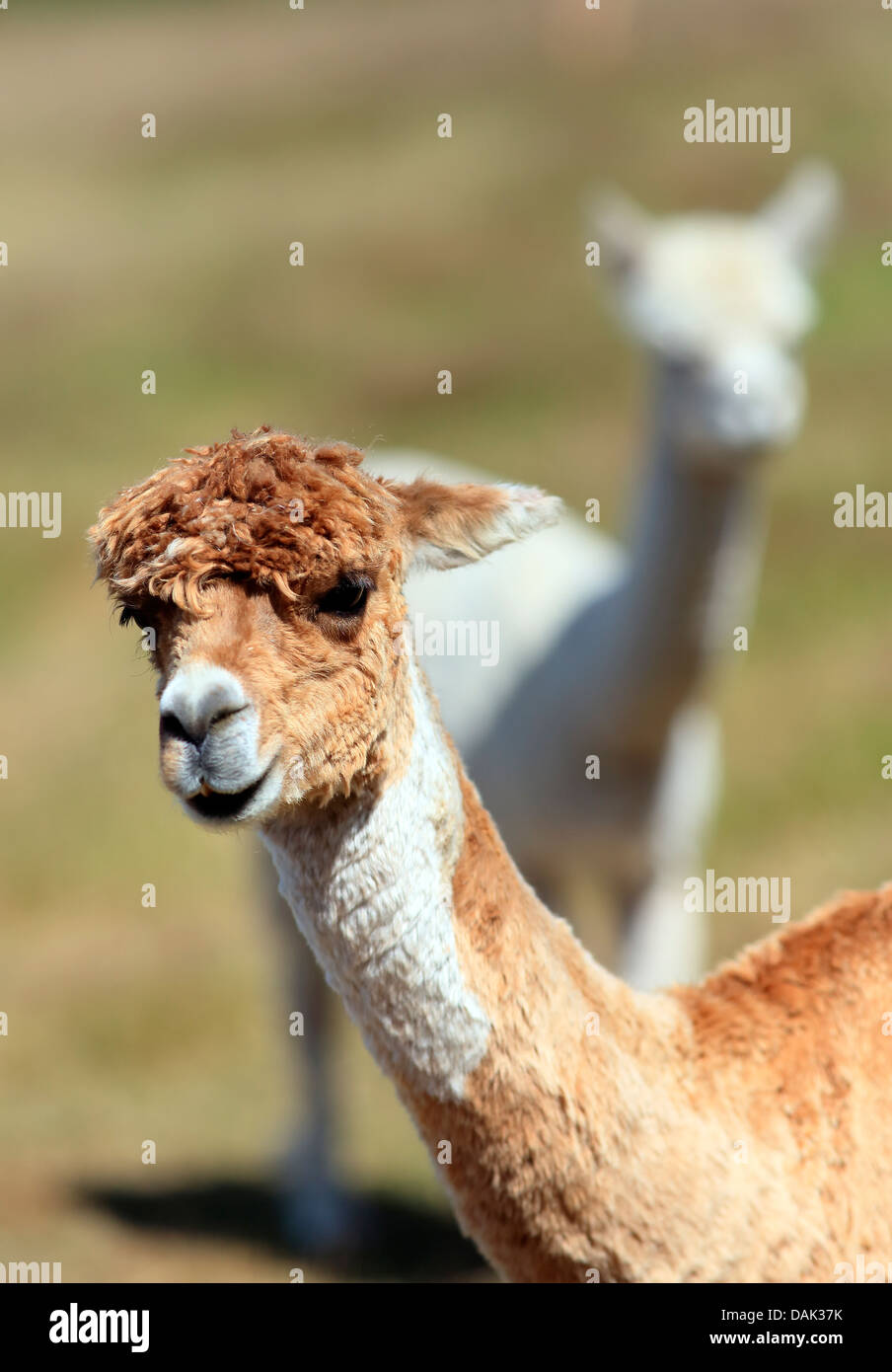 Neck nose hi-res stock photography and images - Alamy