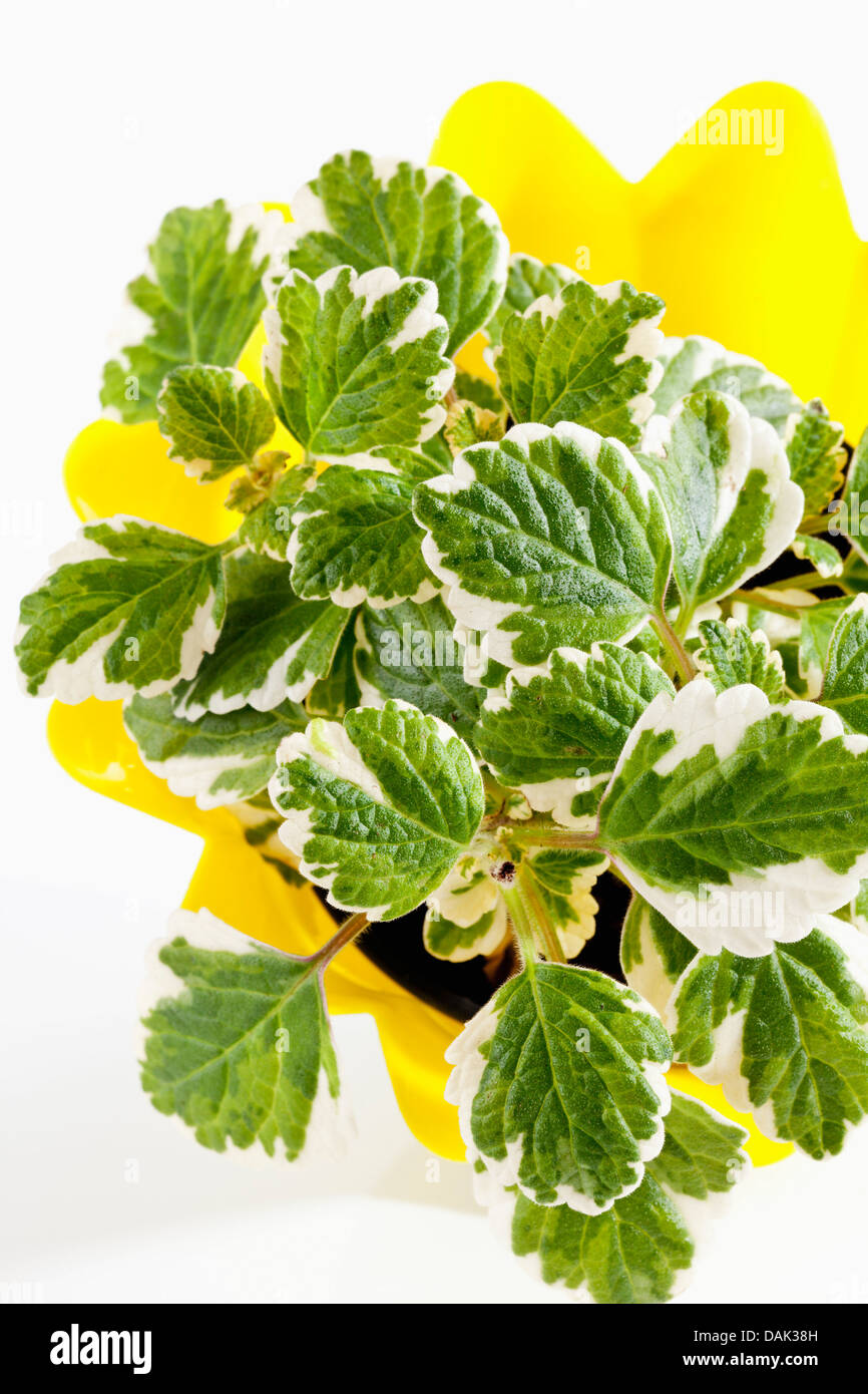 Plectranthus Coleoides on white background, close up Stock Photo - Alamy