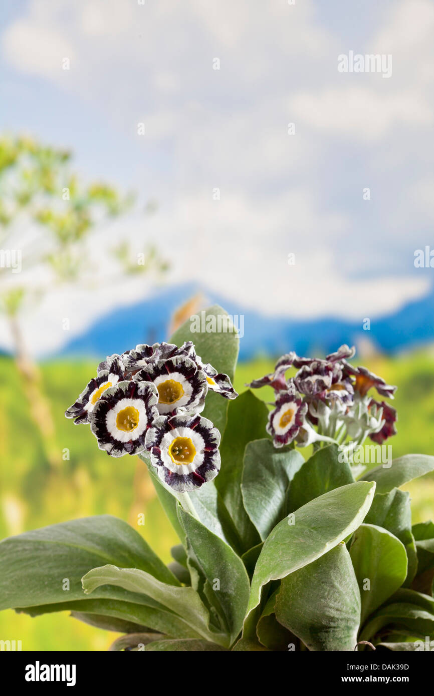 Auricula hi-res stock photography and images - Alamy