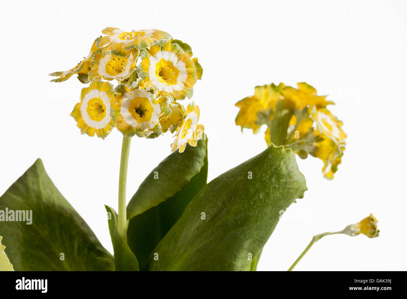 White primula flowers on hi-res stock photography and images - Alamy