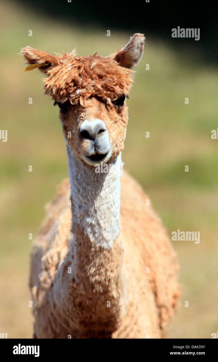 Nose and ears hi-res stock photography and images - Alamy