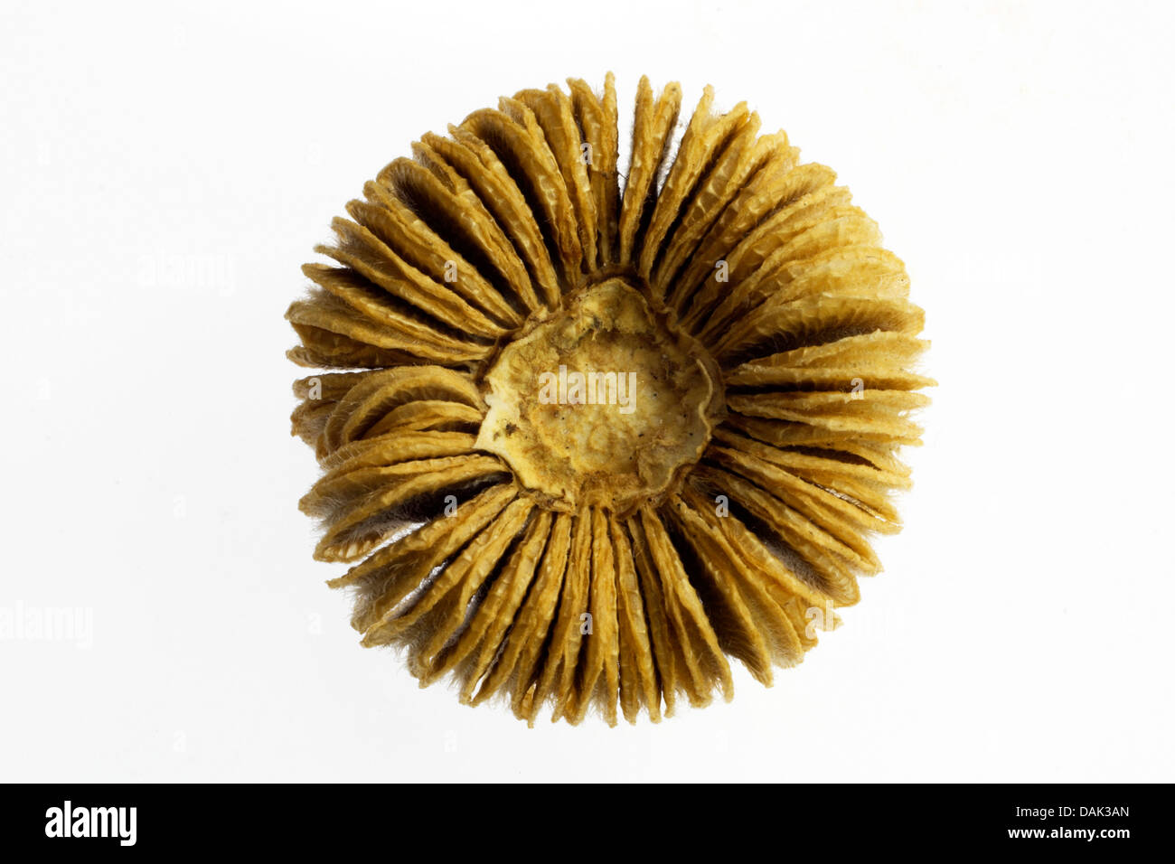 holly hock, hollyhock (Alcea rosea, Althaea rosea), fruit with seeds ...