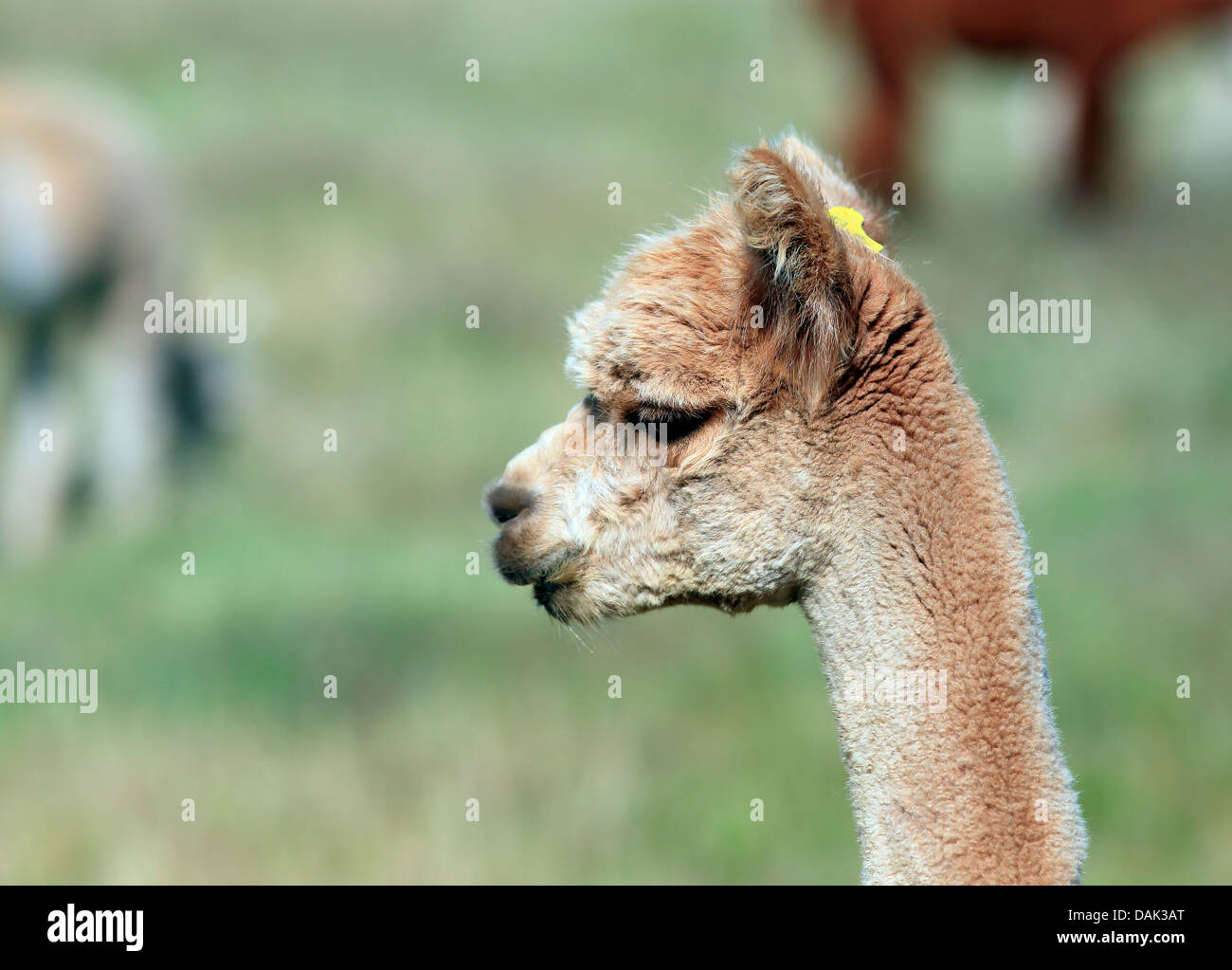 Ear eye nose hi-res stock photography and images - Alamy