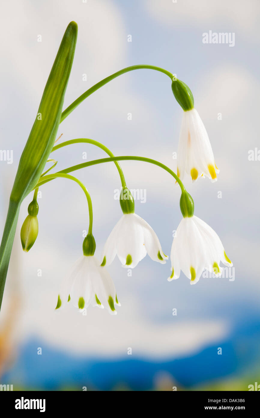 Snowflake flower hi-res stock photography and images - Alamy