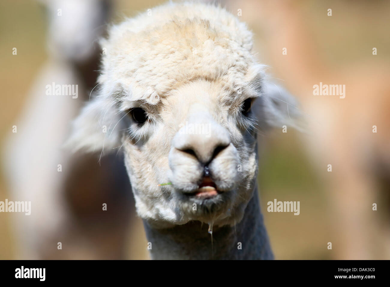 Alpaca nose hi-res stock photography and images - Alamy