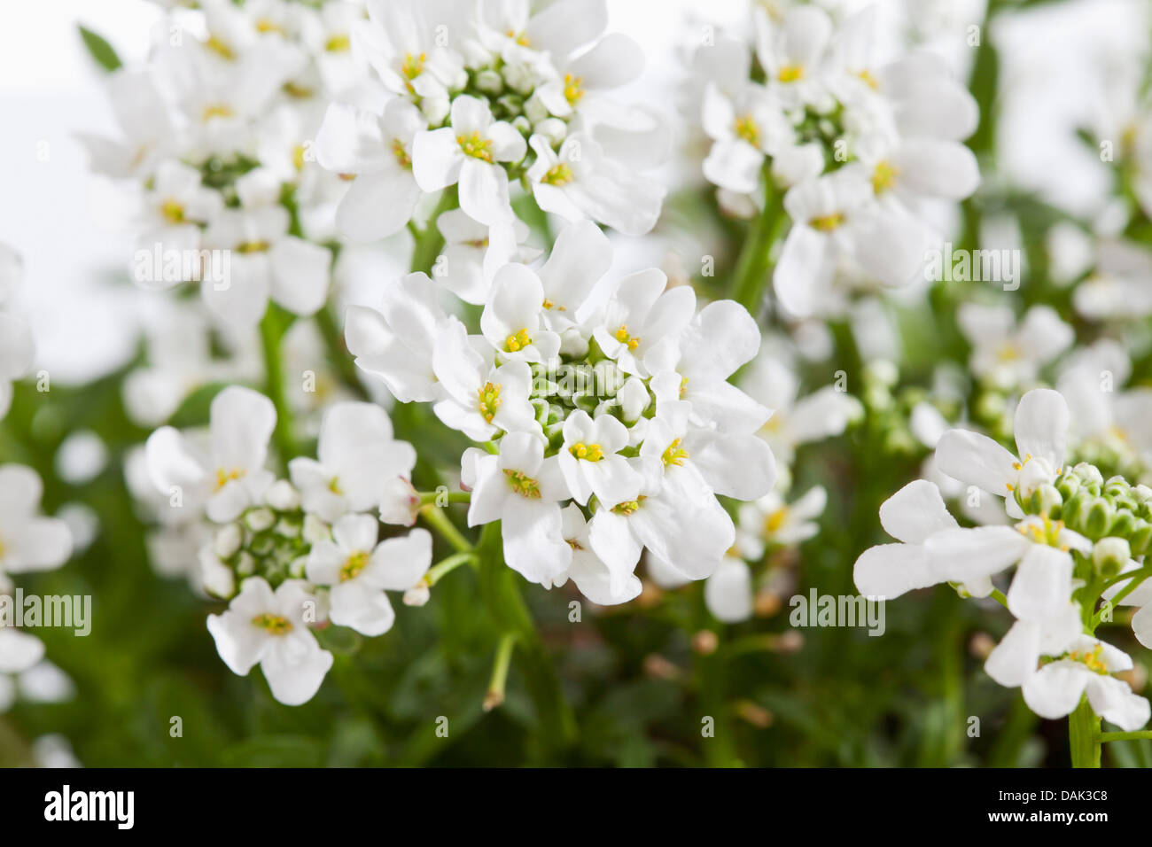 Iberis flowers, close up Stock Photo - Alamy