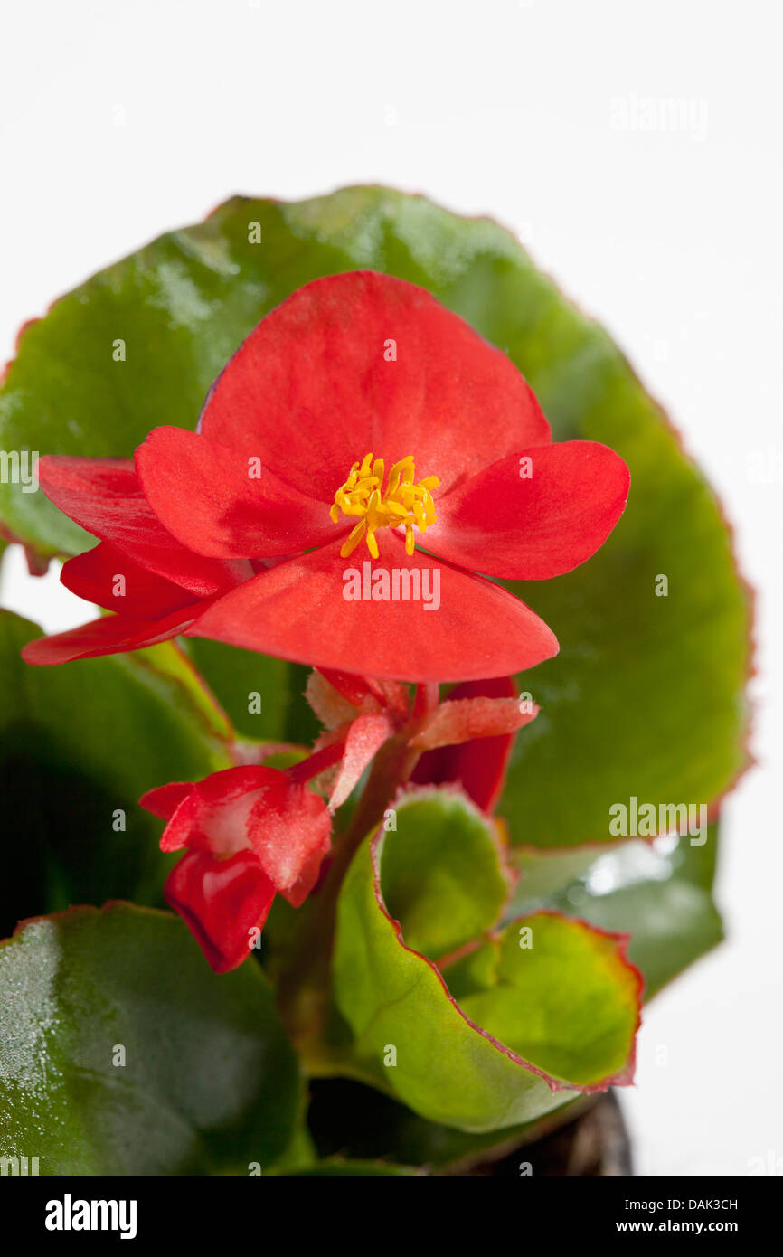 White begonia semperflorens hi-res stock photography and images - Alamy