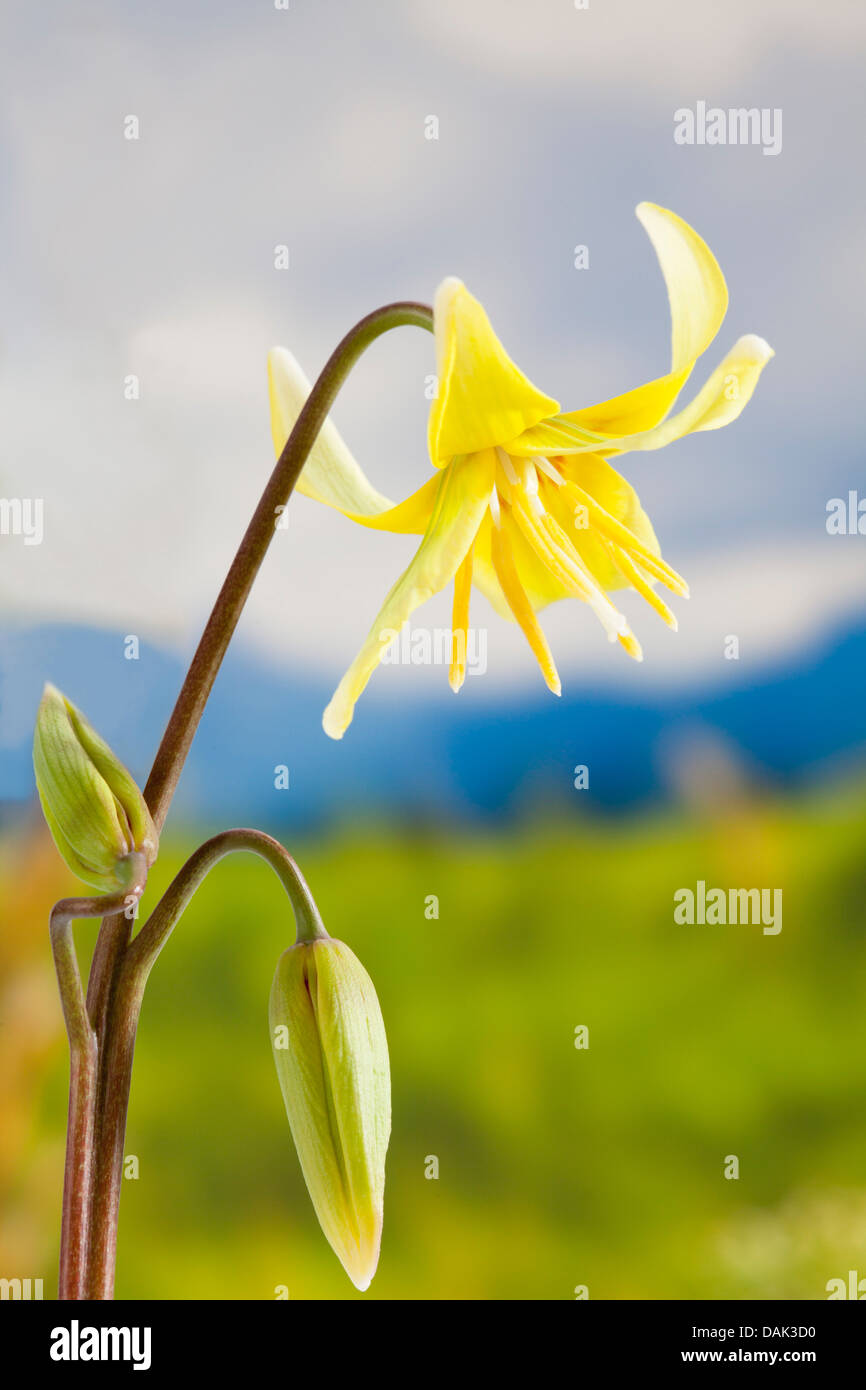 Erythronium dens canis flower, close up Stock Photo - Alamy