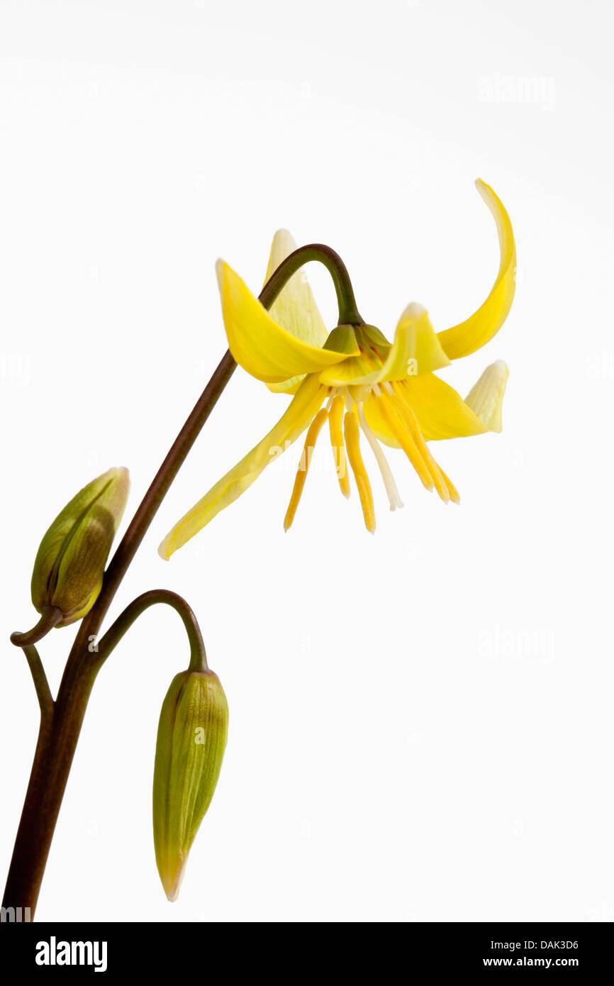 Erythronium dens canis flower against white background, close up Stock ...