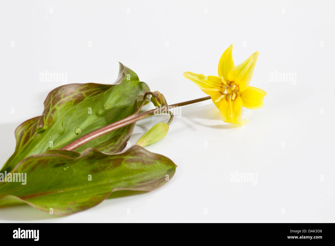 Dog Tooth flower on white background, close up Stock Photo - Alamy