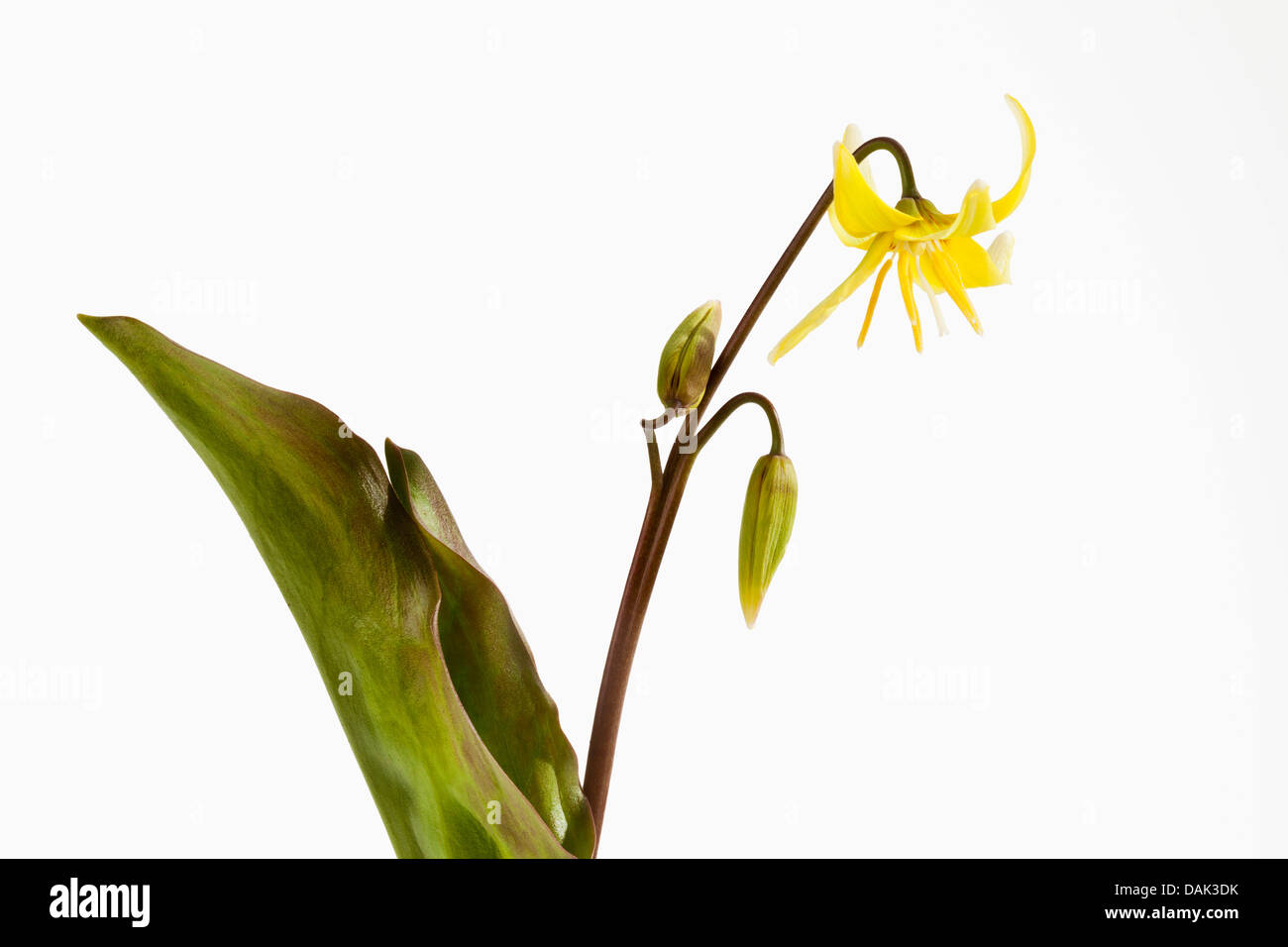 Dens canis Cut Out Stock Images & Pictures - Alamy