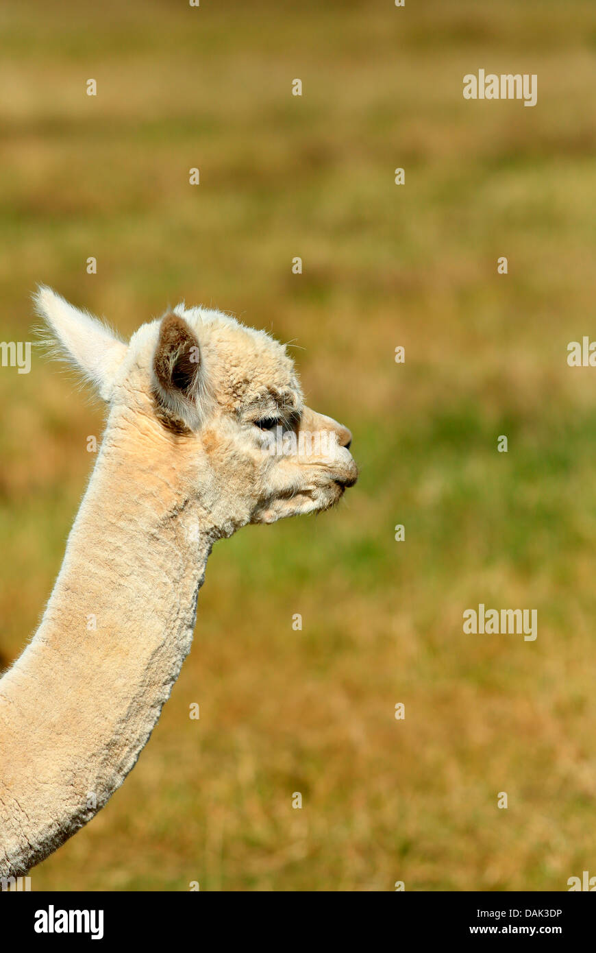 Ears animal hi-res stock photography and images - Alamy