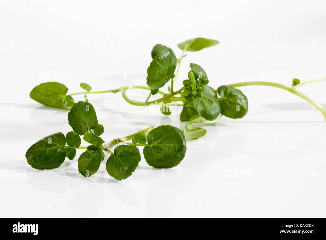 Watercress herbs on white background, close up Stock Photo - Alamy