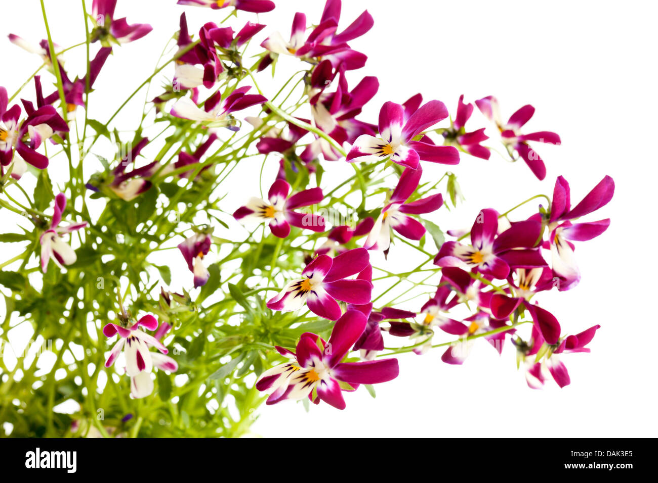 Viola flowers against white background, close up Stock Photo - Alamy