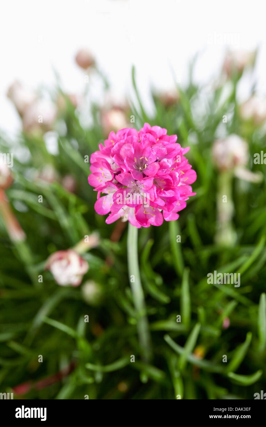 Armeria maritima flower, close up Stock Photo - Alamy