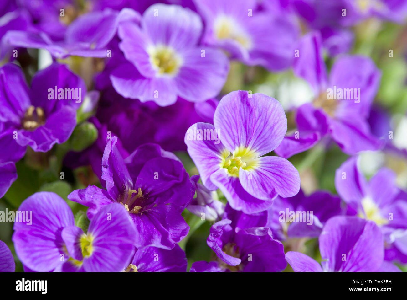 Aubrieta flowers, close up Stock Photo - Alamy