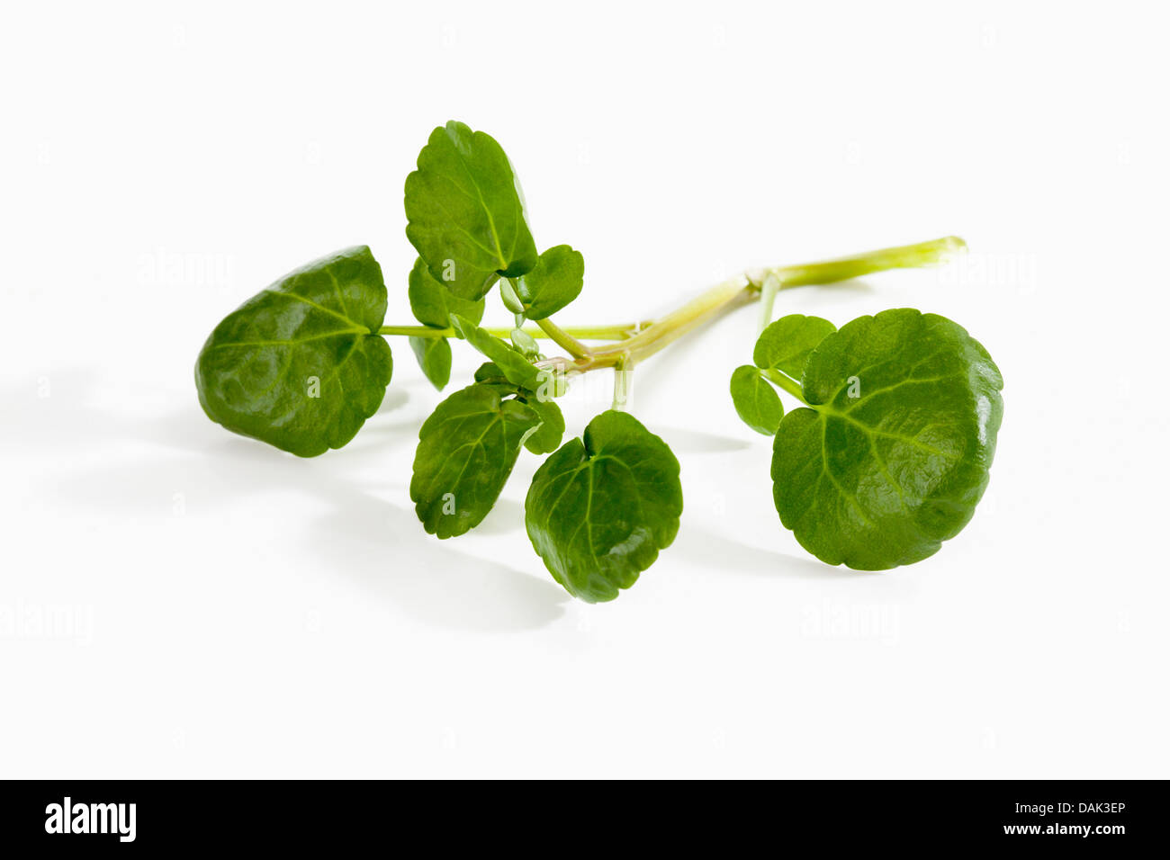 Watercress herbs on white background, close up Stock Photo - Alamy