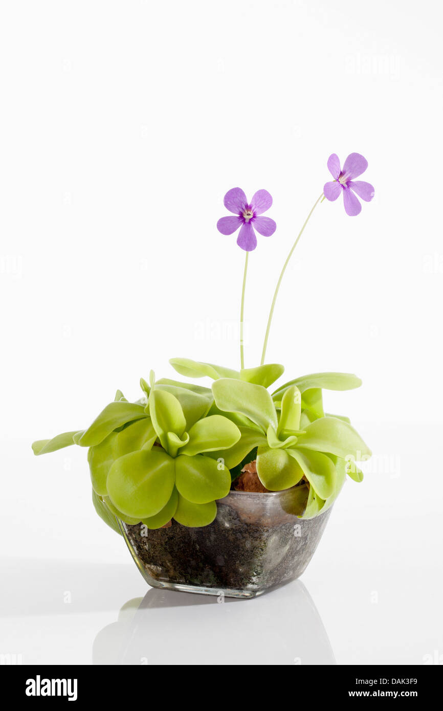 Pinguicula agnata flower plant on white background, close up Stock ...
