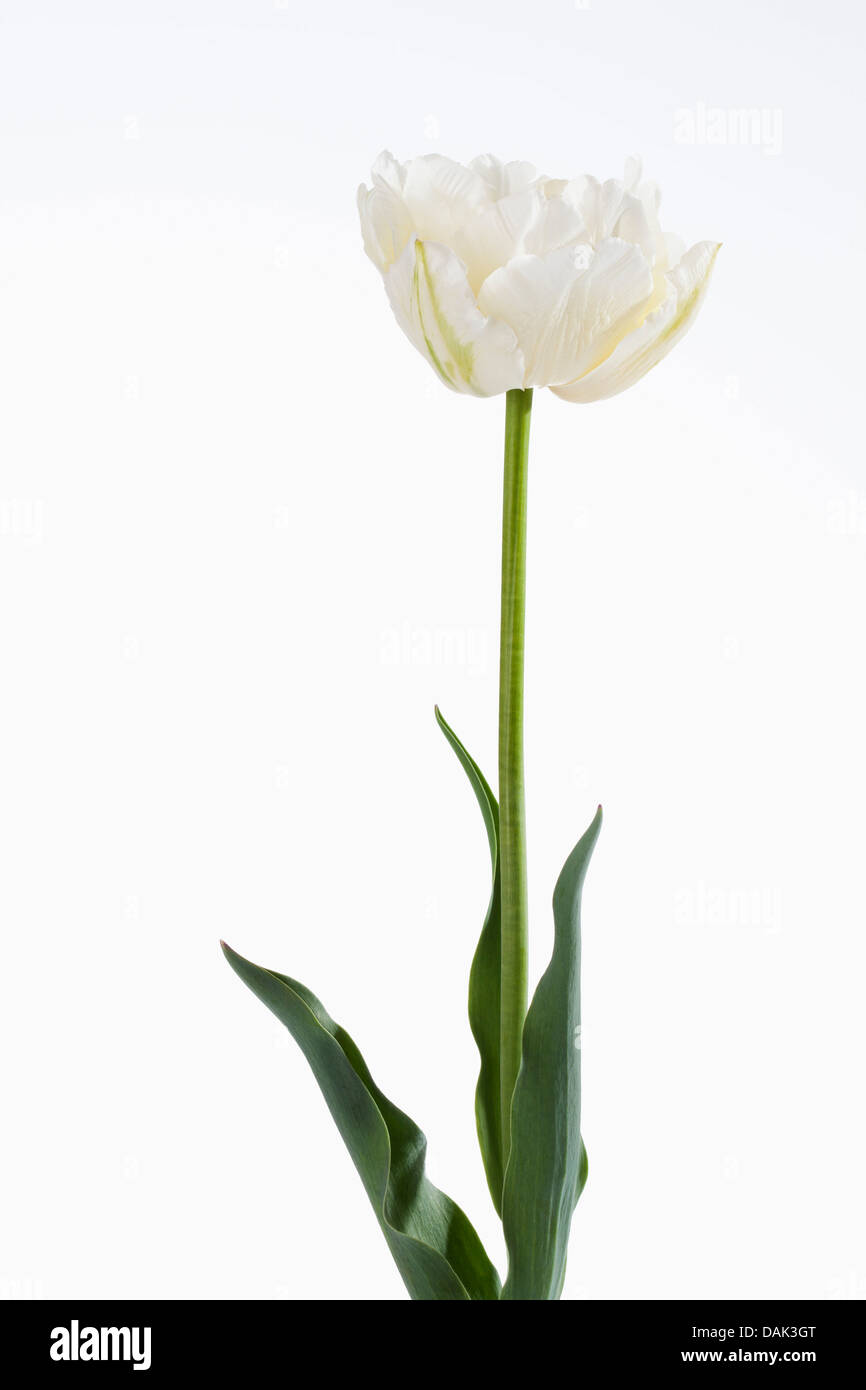 White tulip flower against white background, close up Stock Photo - Alamy