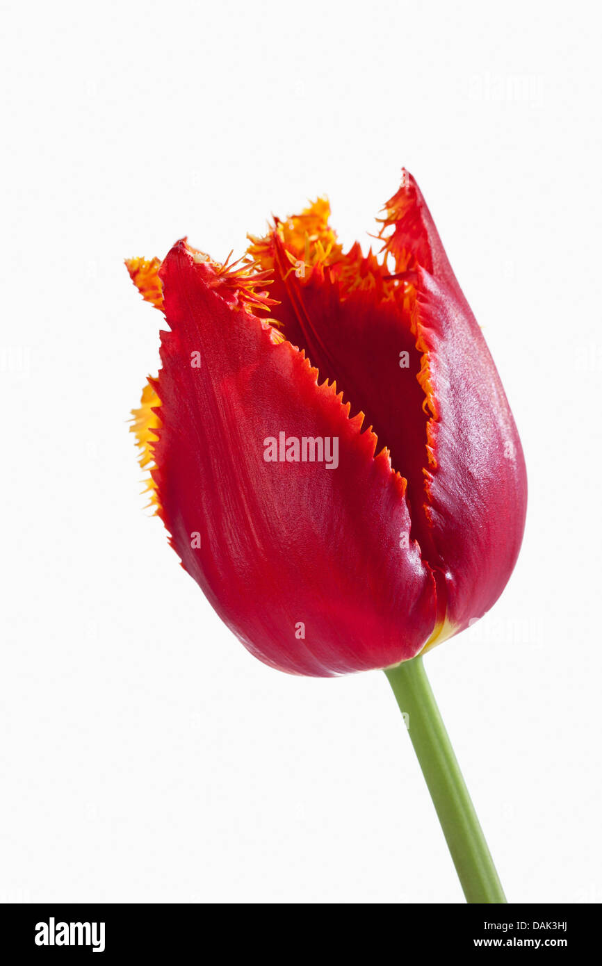 Red fringed tulip flower against white background, close up Stock Photo ...