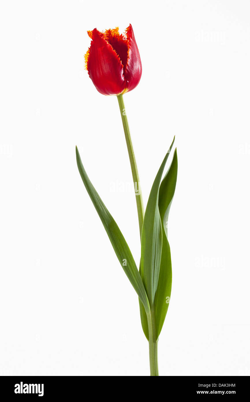 Red fringed tulip flower against white background, close up Stock Photo ...
